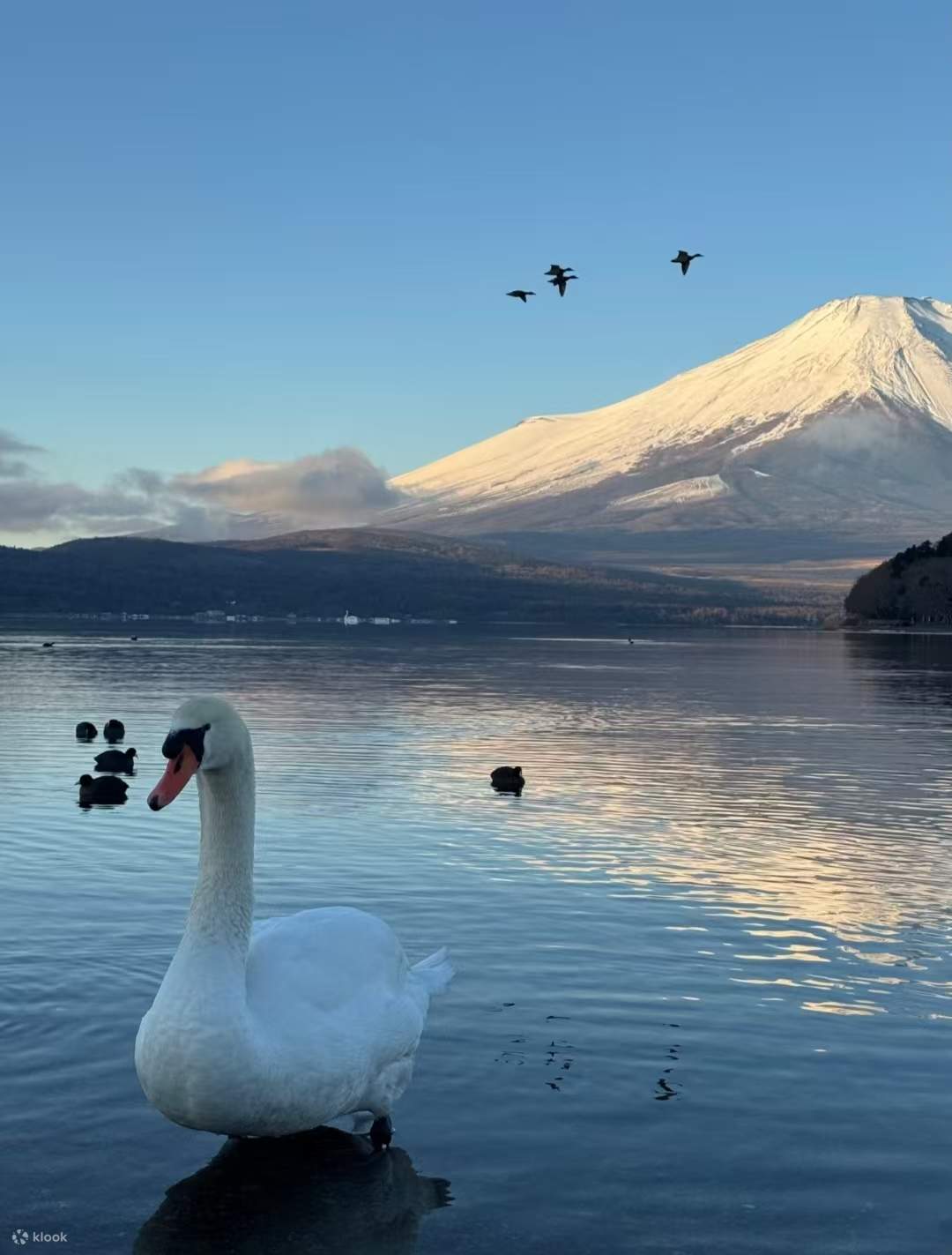 [Mount Fuji Instagram-Worthy Day Trip] Small Group Tour/Photogenic ...